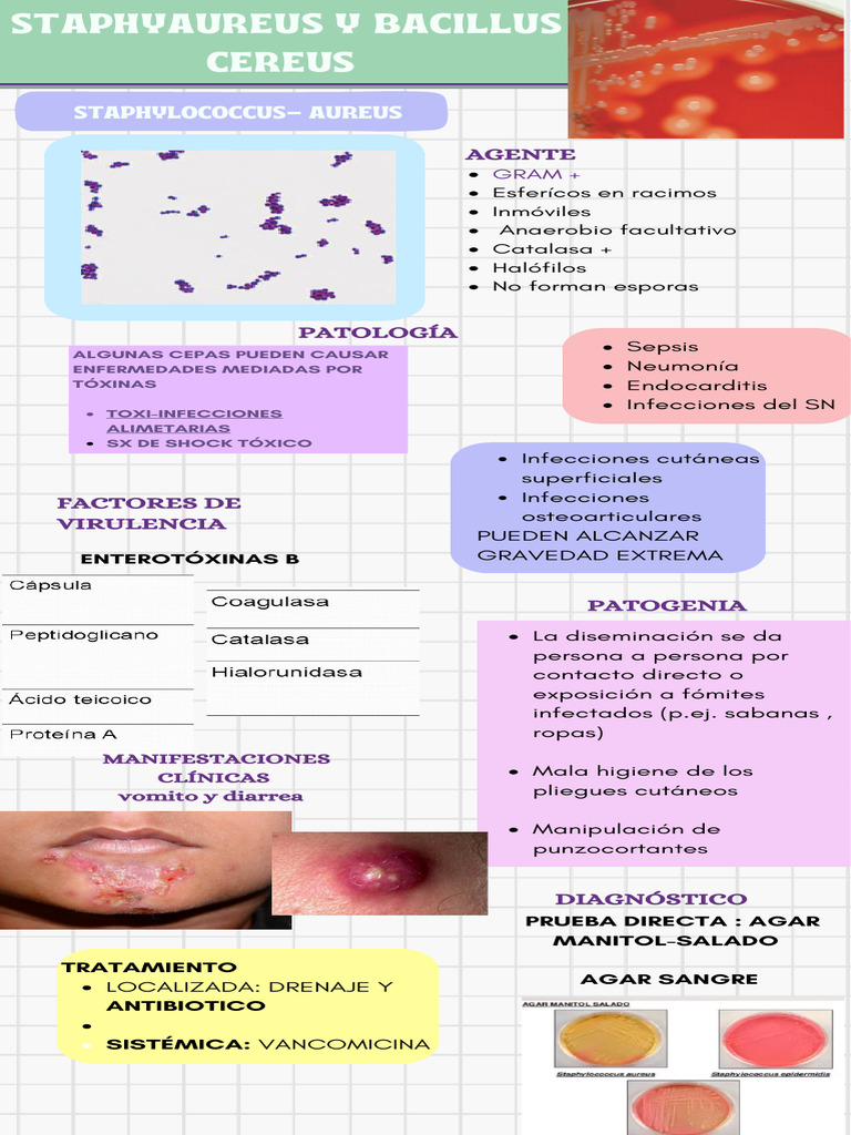 INTOXICACIÓN POR STAPHY AUREUS | PDF | Diarrea | Bacilo