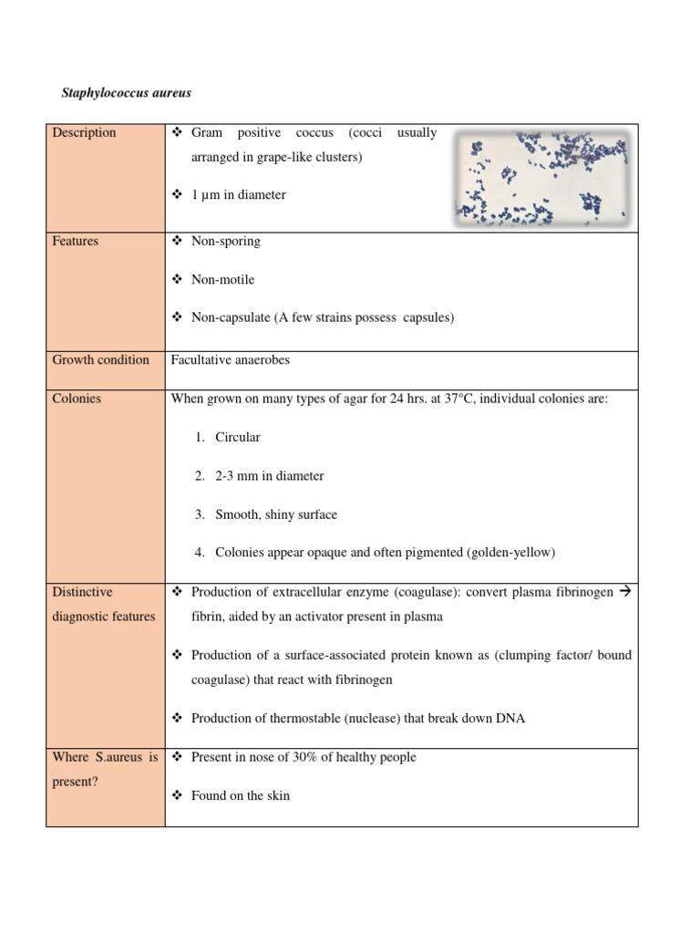 Bacteriology (Heba) | PDF | Streptococcus | Staphylococcus Aureus