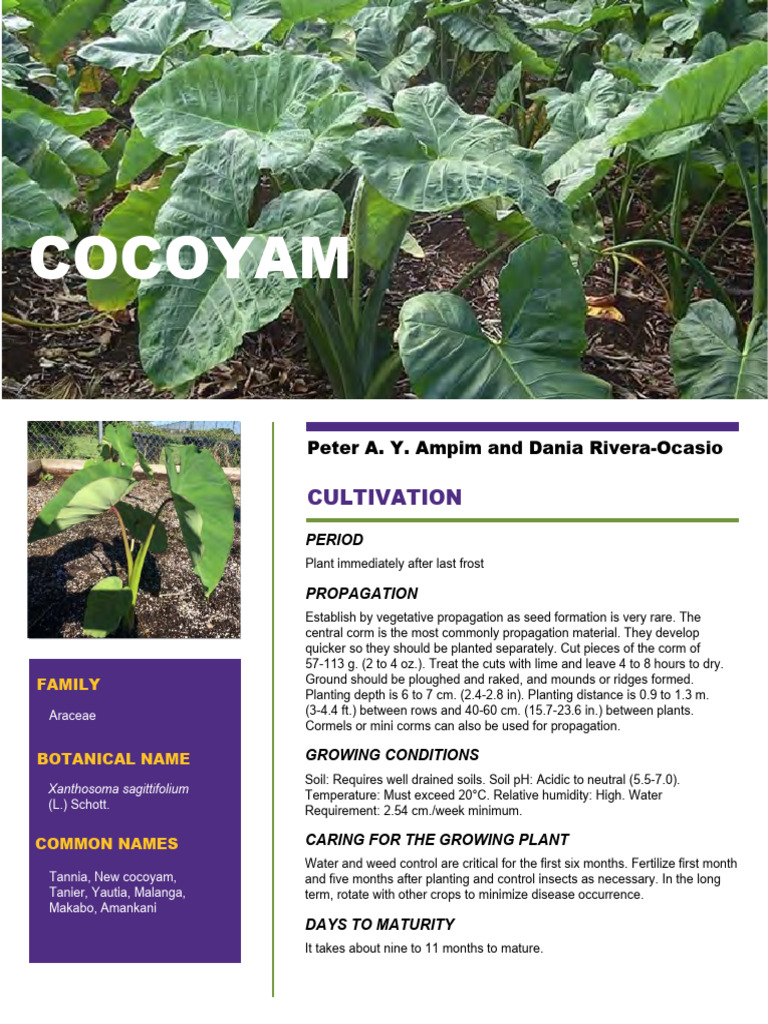 Fact Sheet Cocoyam | PDF | Branches Of Botany | Food And Drink