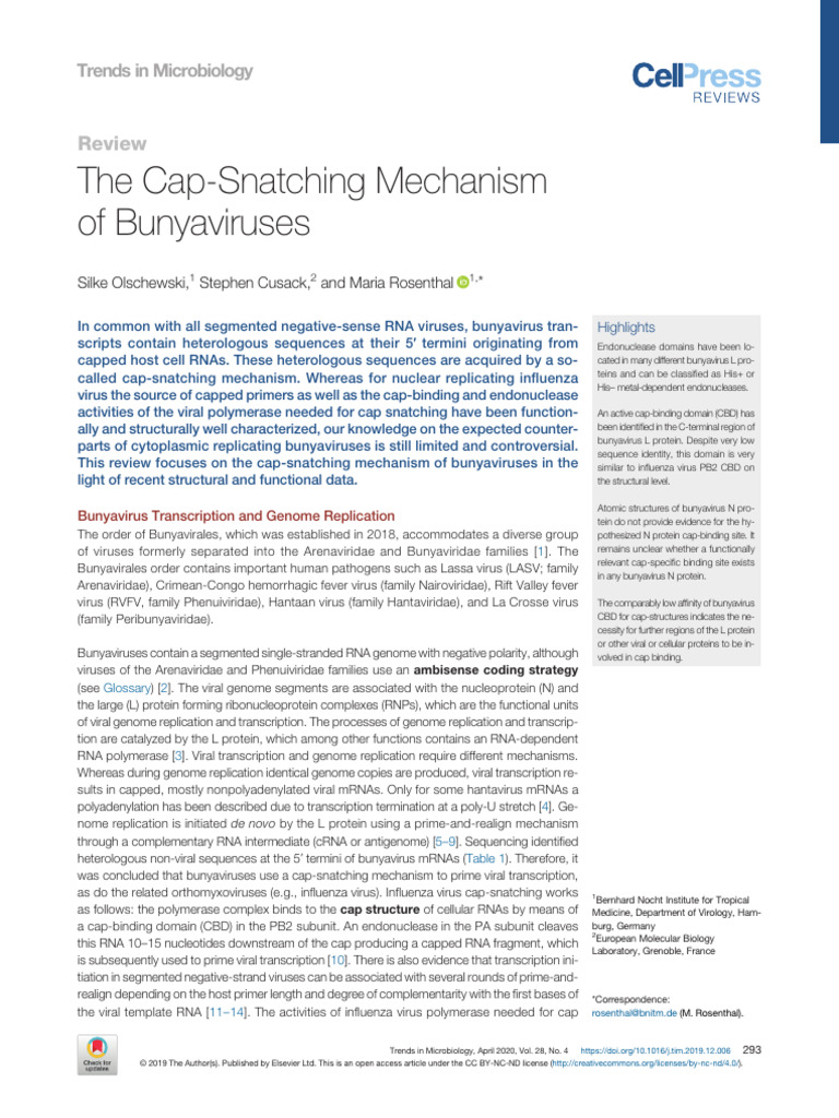Cap-Snatching | PDF | Messenger Rna | Rna