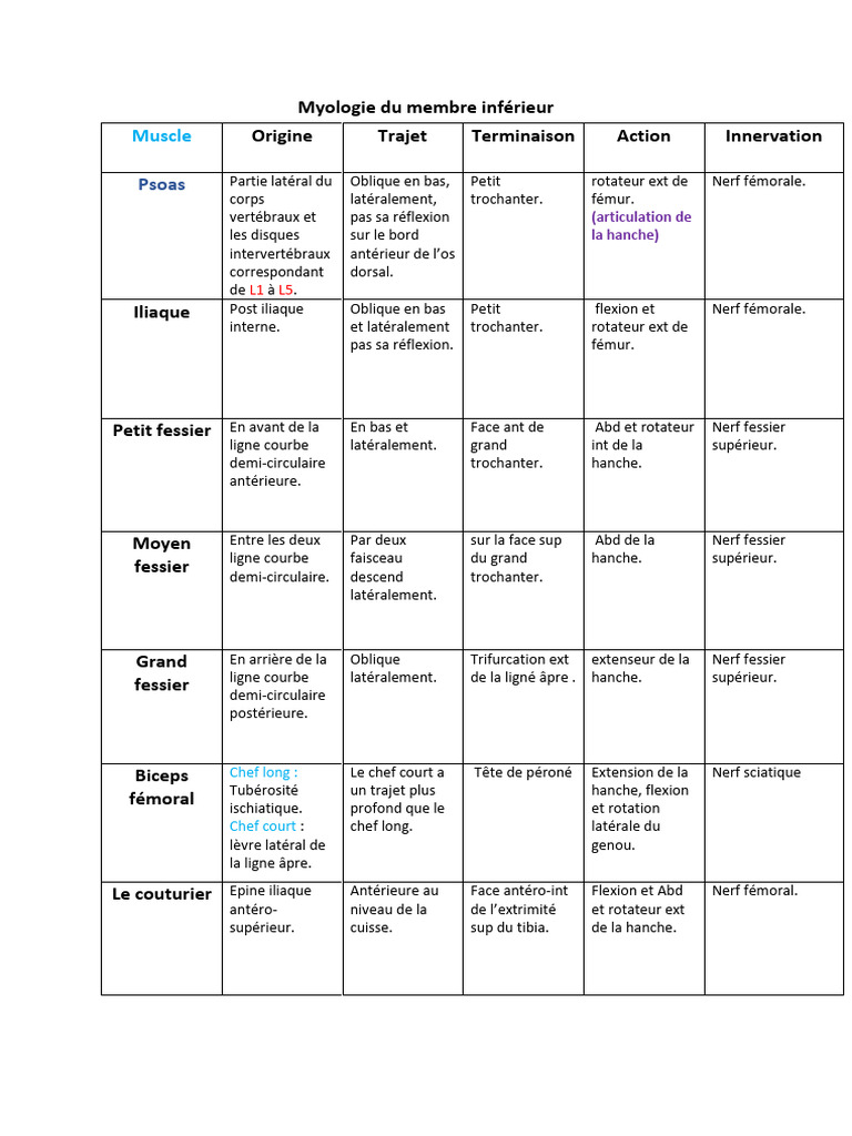 Résumé Du Myologie Du Membre Inférieur | PDF