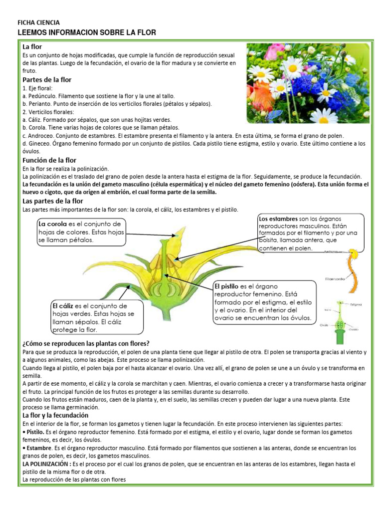 Estructura y función de la flor | PDF | Flores | Plantas