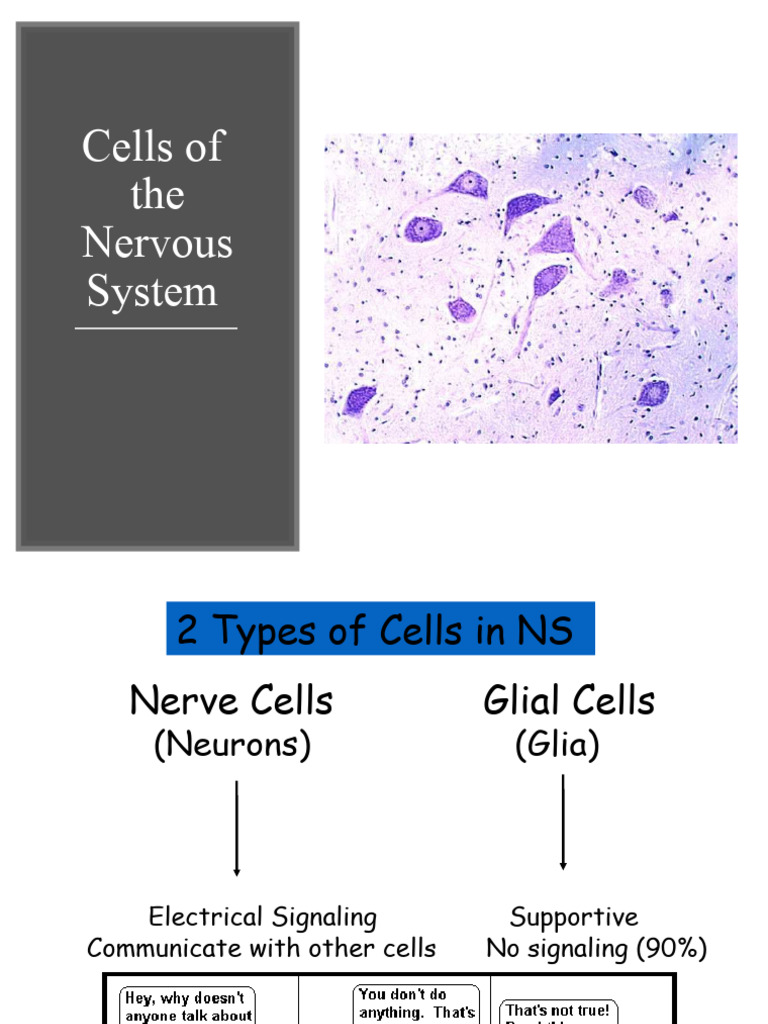 Introduction To Glia-2023 | PDF | Neuron | Nervous System