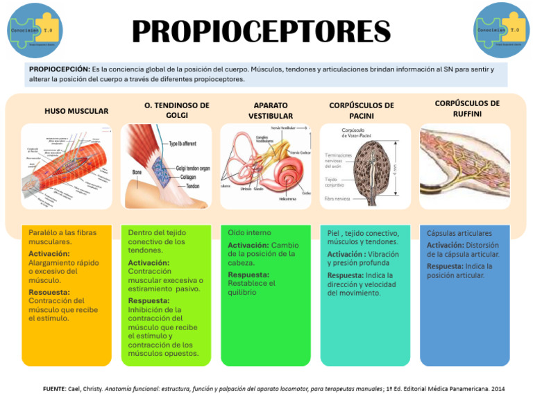 Propioceptores | PDF