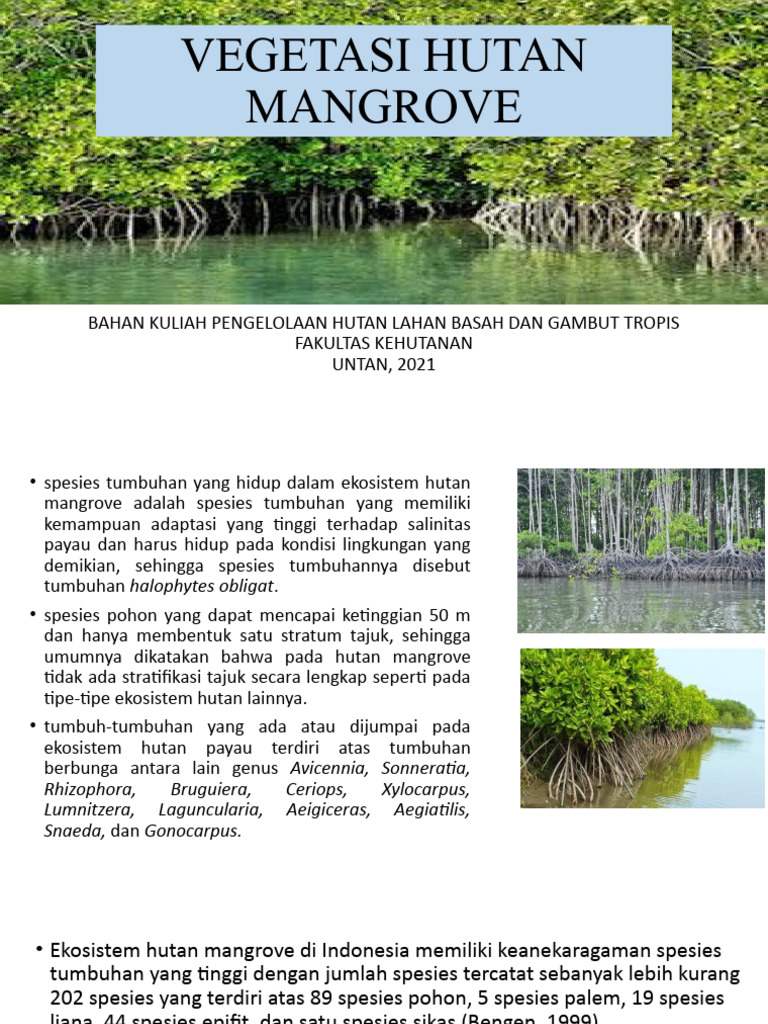 Keanekaragaman Flora Hutan Mangrove | PDF