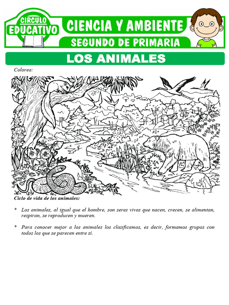 Los Animales Y Su Clasificacion Para Segundo De Primaria Pdf Aves