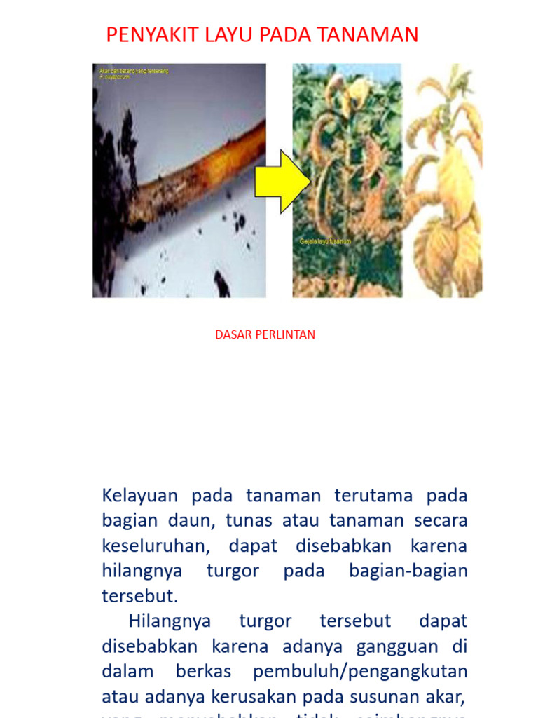 Slide Perlintan | PDF