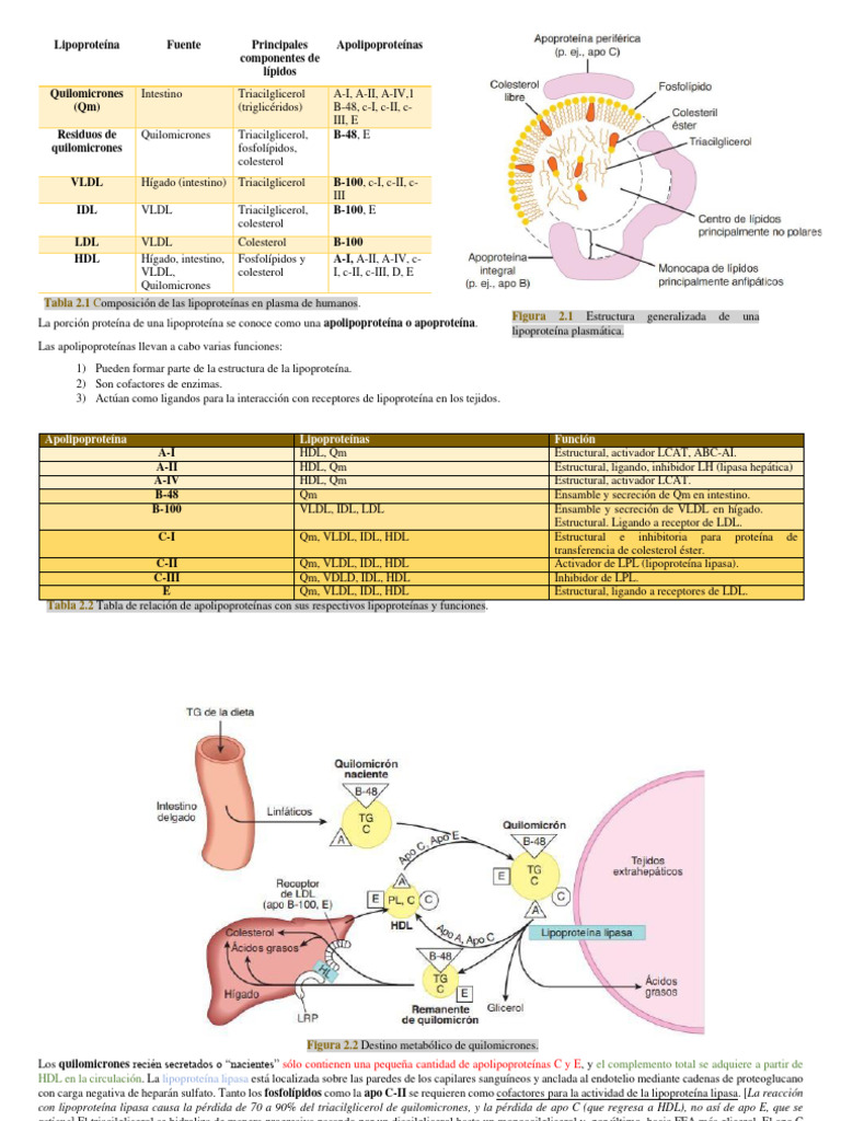 Transporte de Lã Pidos | PDF