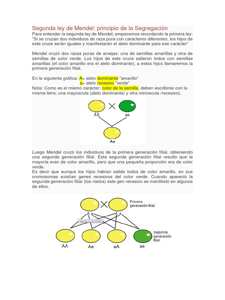 Segunda Ley de Mendel | PDF