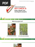 Rice Morphology and Growth Stages Guide | PDF | Rice | Seedling