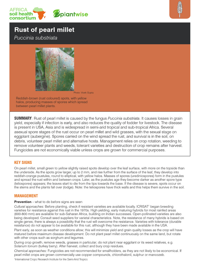 12-cereals-rust-pearl-millet | PDF | Organisms | Crops