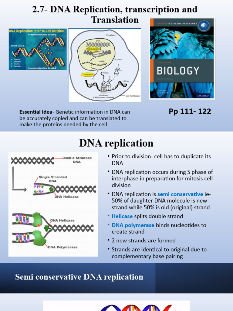 2.7- DNA Replication, Transcription, Translation | PDF