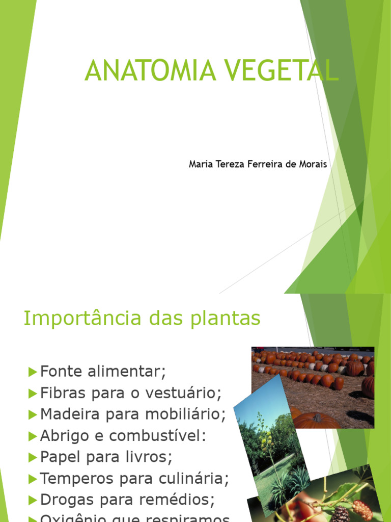 Aula 01 ANATOMIA VEGETAL Cap 1 e 2 Anatomia Vegetal | PDF | Raiz ...