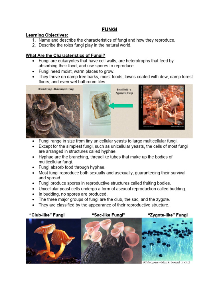 FUNGI - GR 7 Lesson Notes | PDF | Fungus | Bacteria