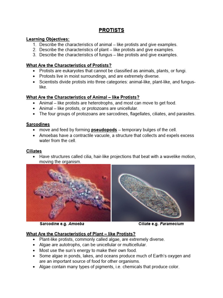 PROTISTS - GR 7 Lesson Notes | PDF