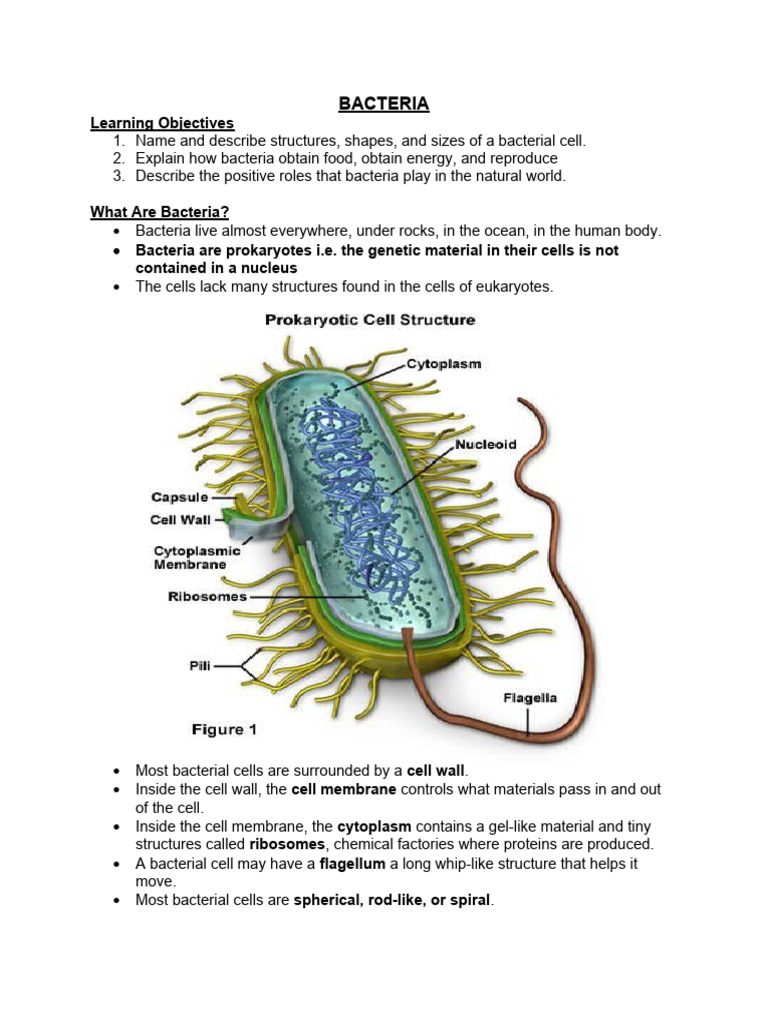 BACTERIA- Gr 7 Lesson Notes | PDF