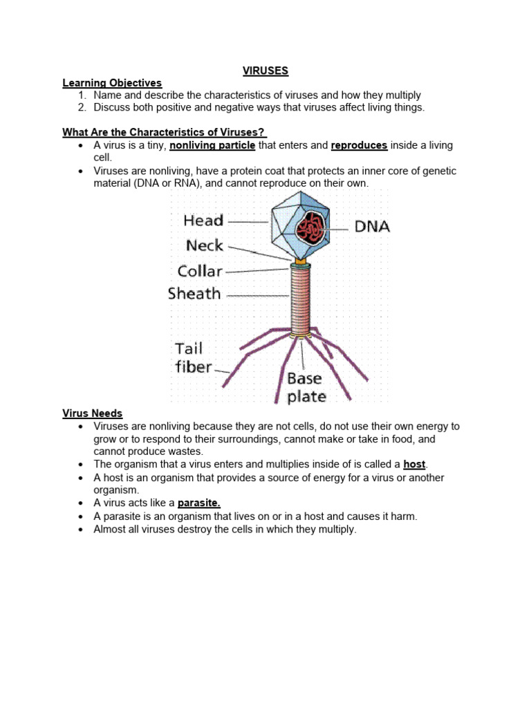 VIRUSES - GR 7 Lesson Notes | PDF