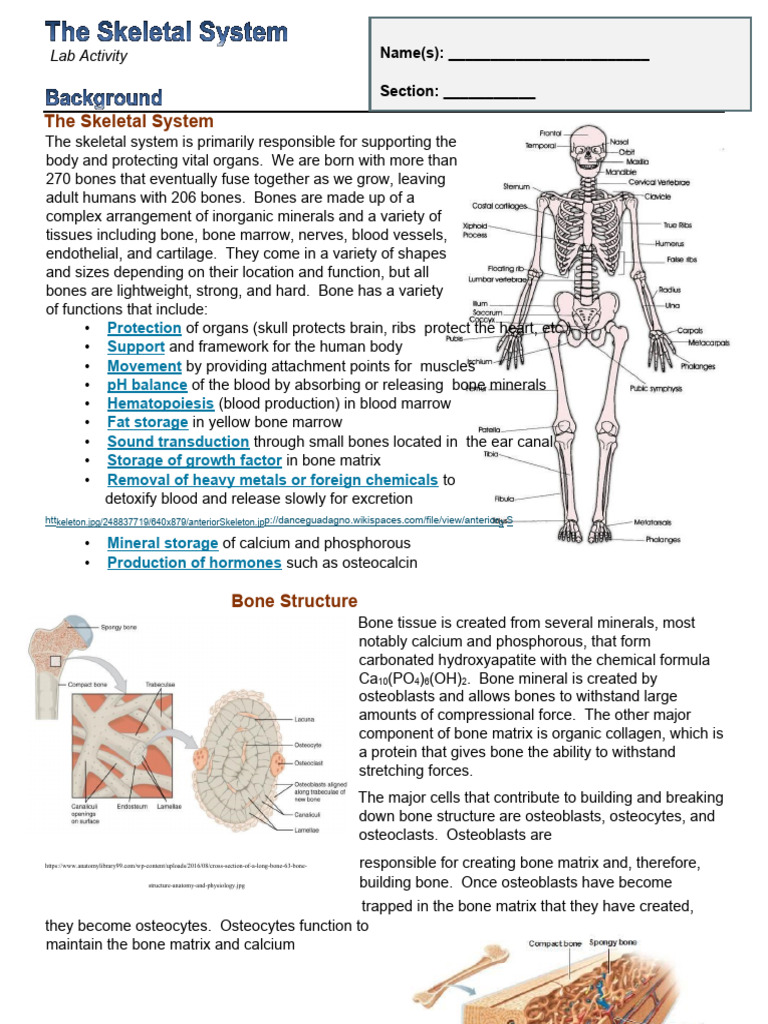 The - Skeletal - System Lab Act | PDF | Bone | Osteoblast