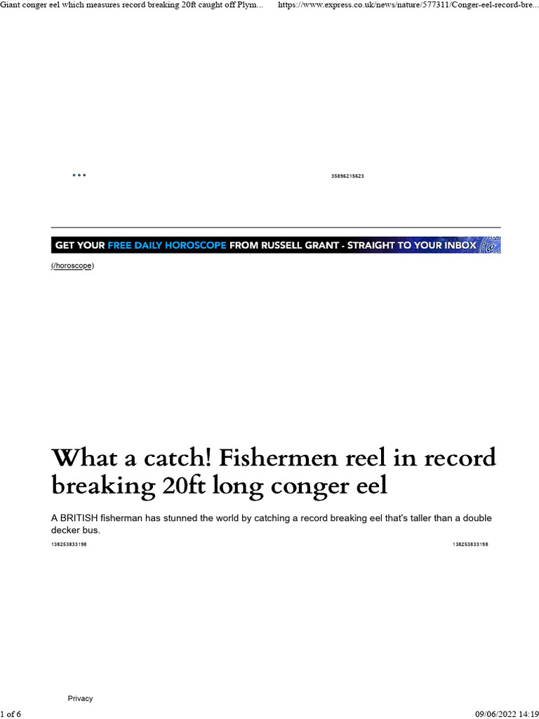 Congrio - Conger Eel | PDF | Fish | Fish And Humans