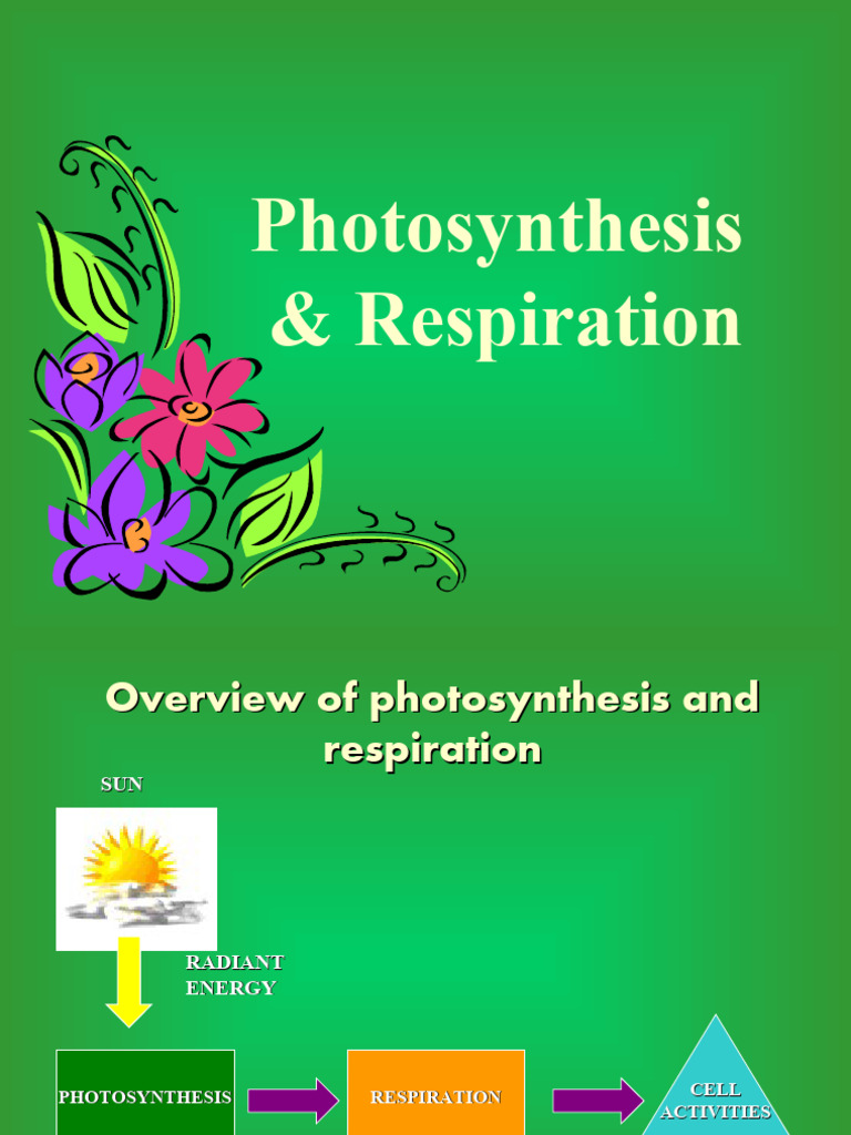 Photosynthesis and Respiration Explained | PDF
