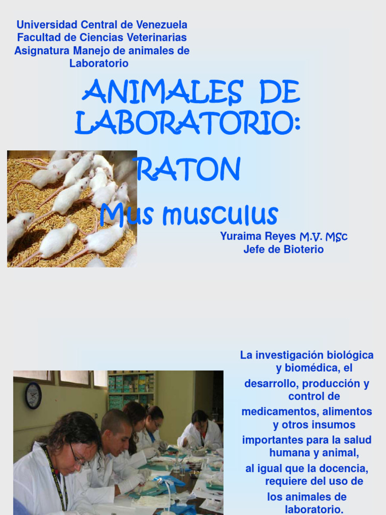 2 Ratón Mus Musculus | PDF | Inyección (medicina) | Laboratorios