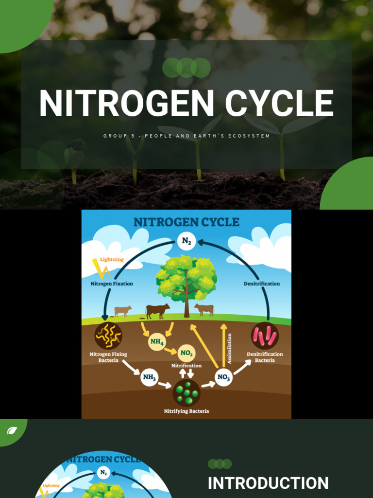 Nitrogen Cycle | PDF