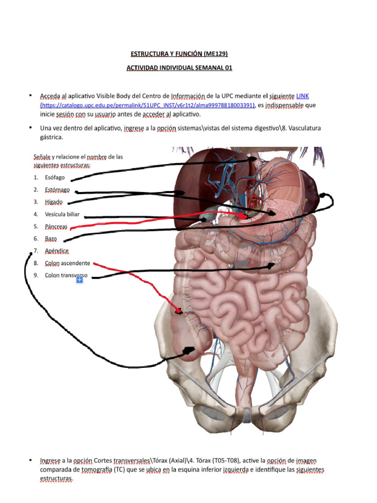 Estructura y Funcion Tarea 1 | PDF