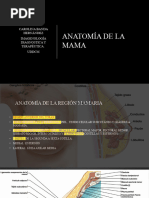 Guía de Reparos Anatómicos Óseos | PDF