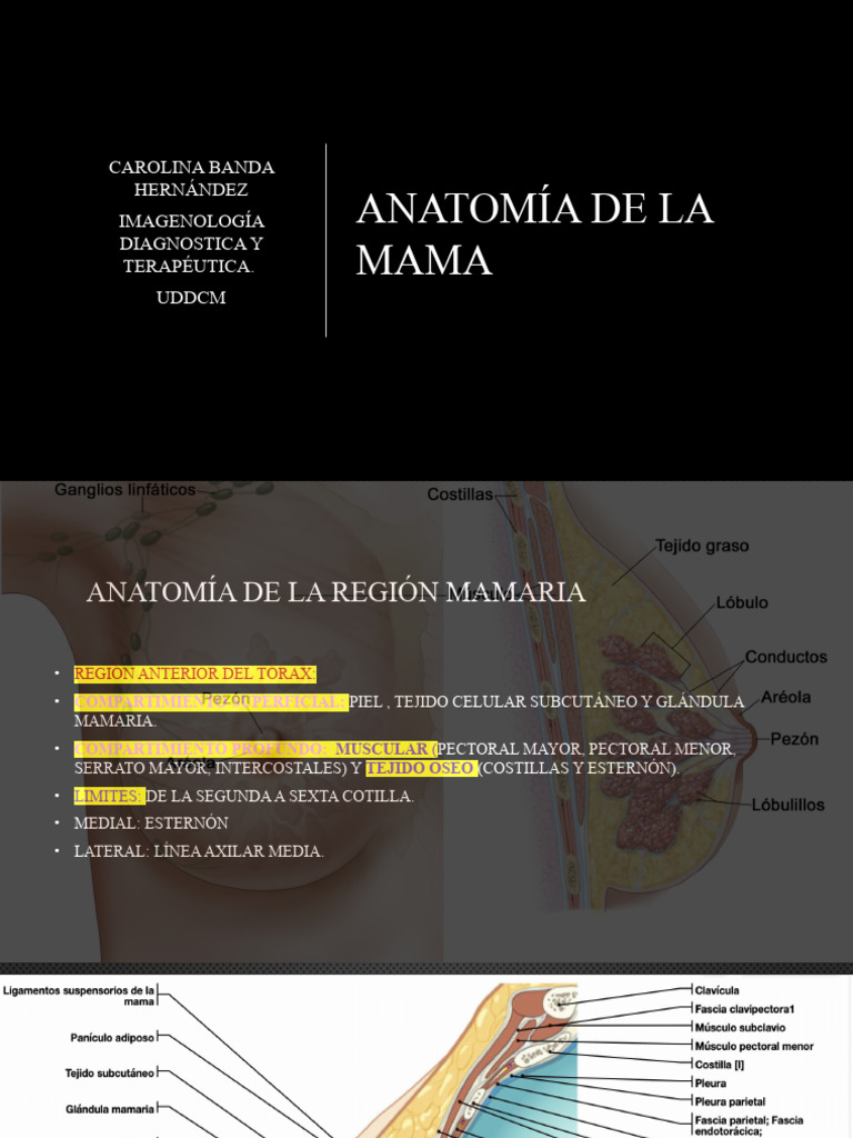 Anatomia de Mama | PDF | Pecho | Especialidades Medicas