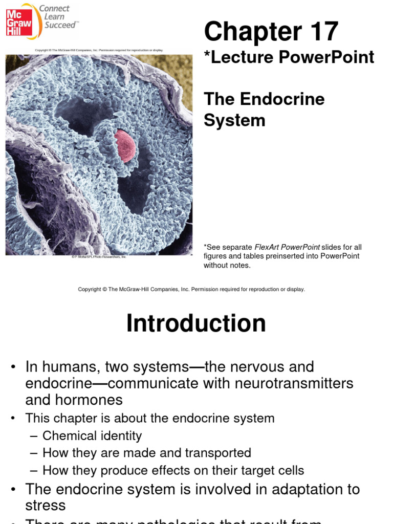 The Endocrine System | PDF | Pituitary Gland | Adrenal Gland