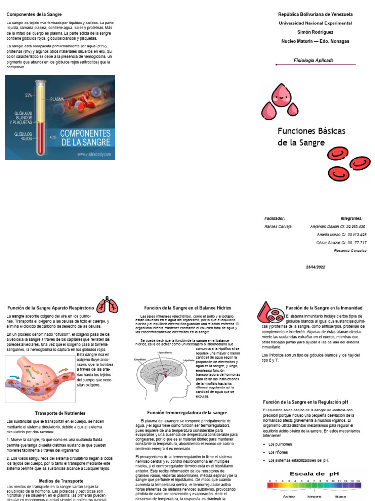 Funciones Básicas de La Sangre | PDF