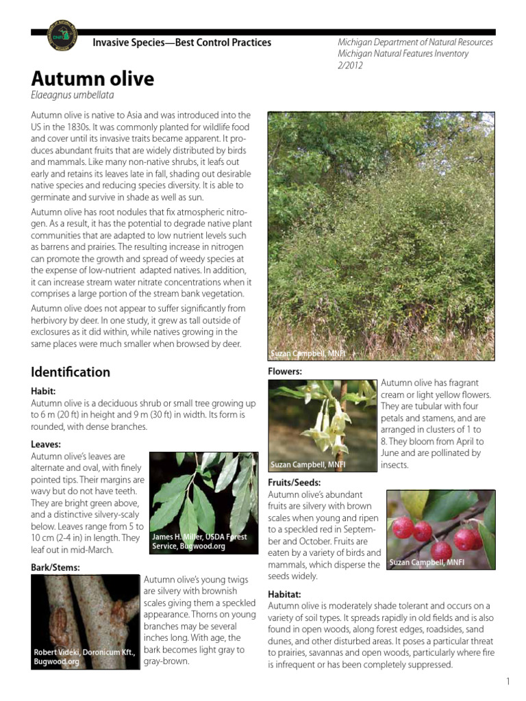 Autumn Olive BCP | PDF | Herbicide | Olive