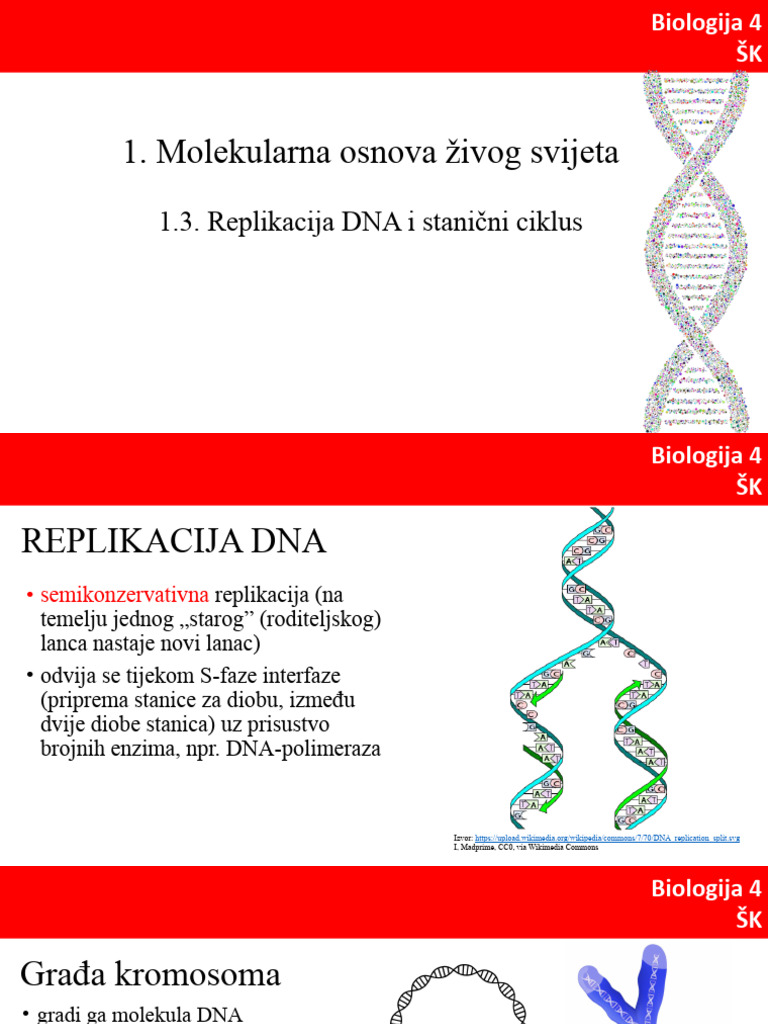 Molekularna Osnova Živog Svijeta: 1.3. Replikacija DNA I Stanični Ciklus | PDF
