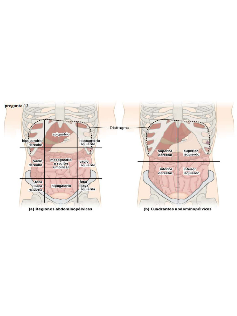 Abdominal Quadrant Regions Es Cleaned - SVG | PDF
