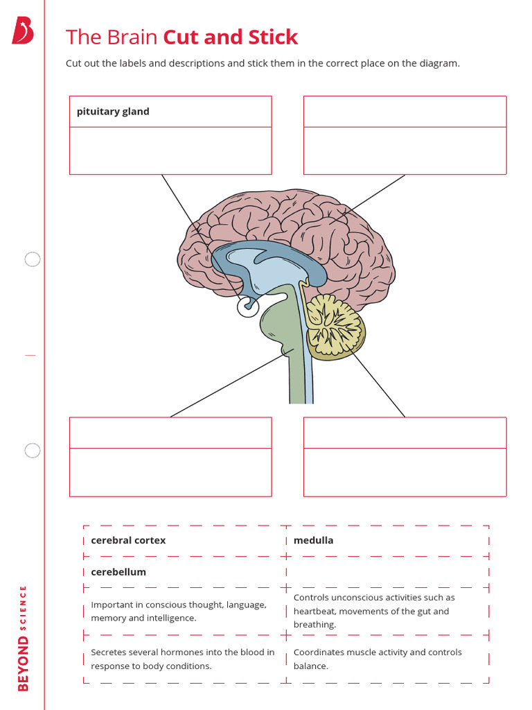 The Brain Cut and Stick AQA | PDF