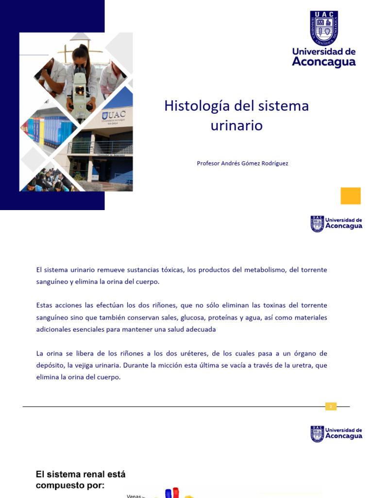 Histología Del Sistema Urinario | PDF | Riñón | Sistema urinario