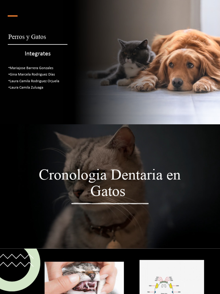 Presentación Perros y Gatos | PDF