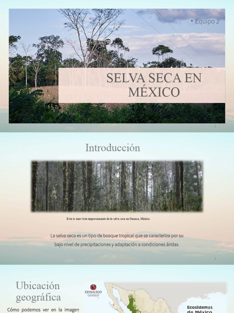 Selva Seca en México | PDF | Selva | Sequía