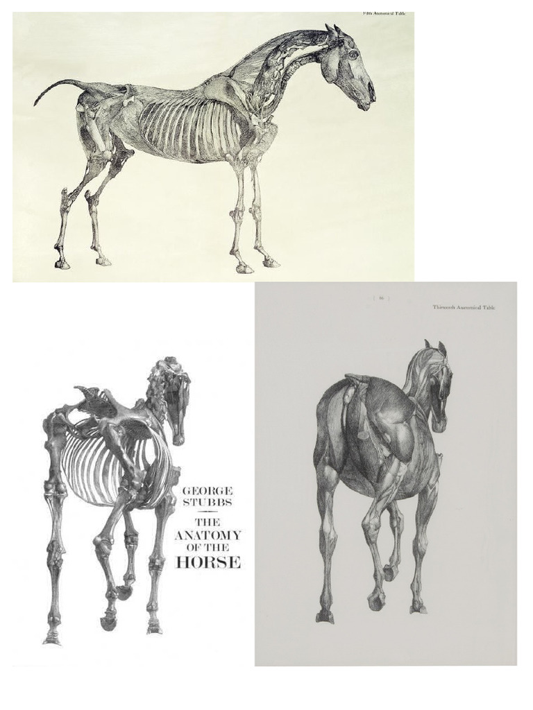 Stubbs - horse anatomy (1) | PDF