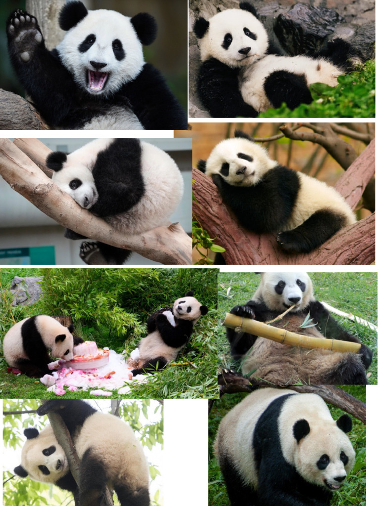 Panda Collage | PDF