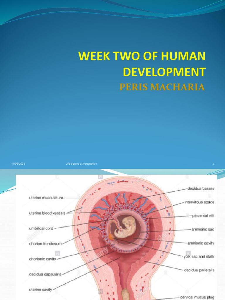 Week Two of Human Development Overview | PDF | Placenta | Developmental ...