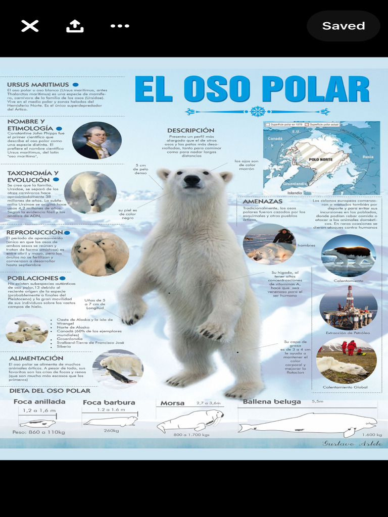 Infografía Oso Polar Animales Polares, Oso Polar, Infografia de ...