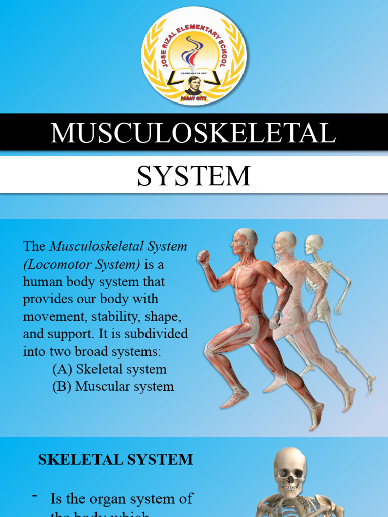 Musculoskeletal System Overview | PDF | Skeleton | Skeletal Muscle
