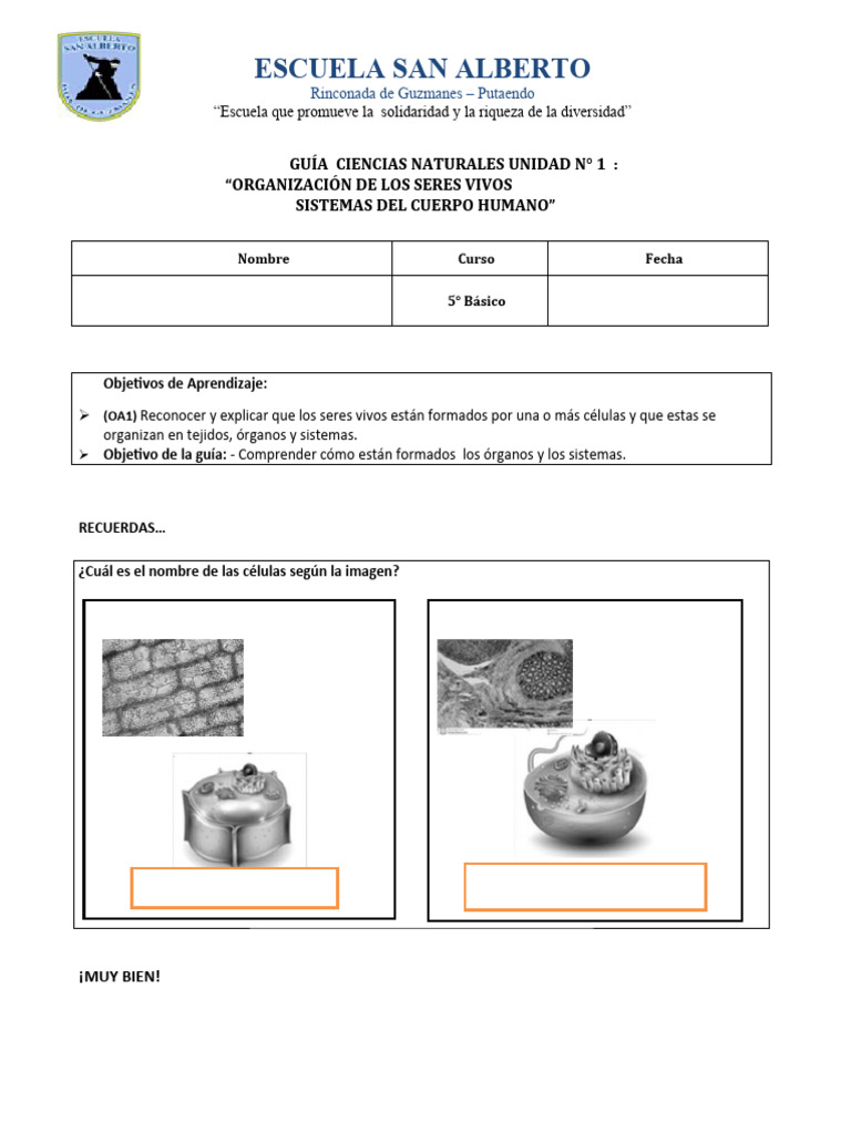 Guia 1 OA1 | PDF | Sistema digestivo humano | Estómago