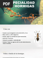Eusocialidad en Insectos Sociales | PDF | Eusocialidad | Hormiga