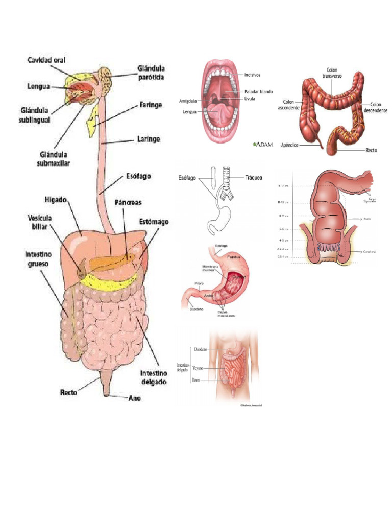 Sistema Digestivo | PDF