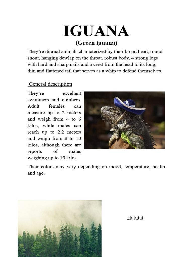 Green Iguana | PDF