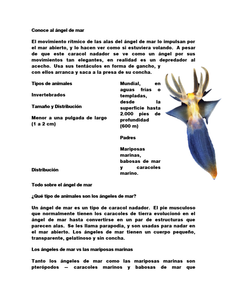 Conoce Al Ángel de Mar | PDF | Depredación | Tentáculo