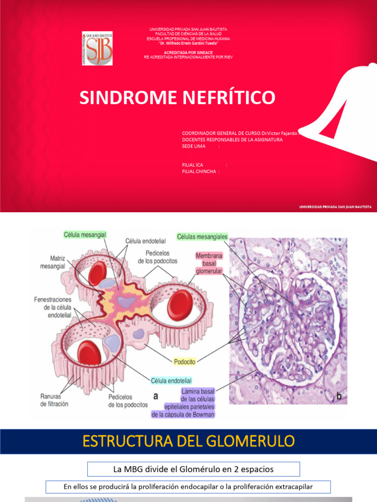Sindrome Nefritico 2021-2 | PDF | Enfermedades y trastornos | Causas de ...