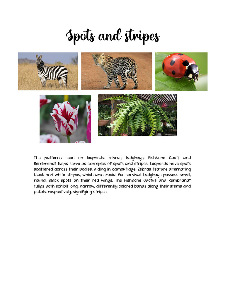 Spots and Stripes | PDF